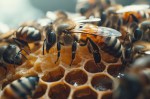 Deborah the Bee Part I | GRACE in TORAH