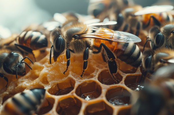Deborah the Bee Part I | GRACE in TORAH